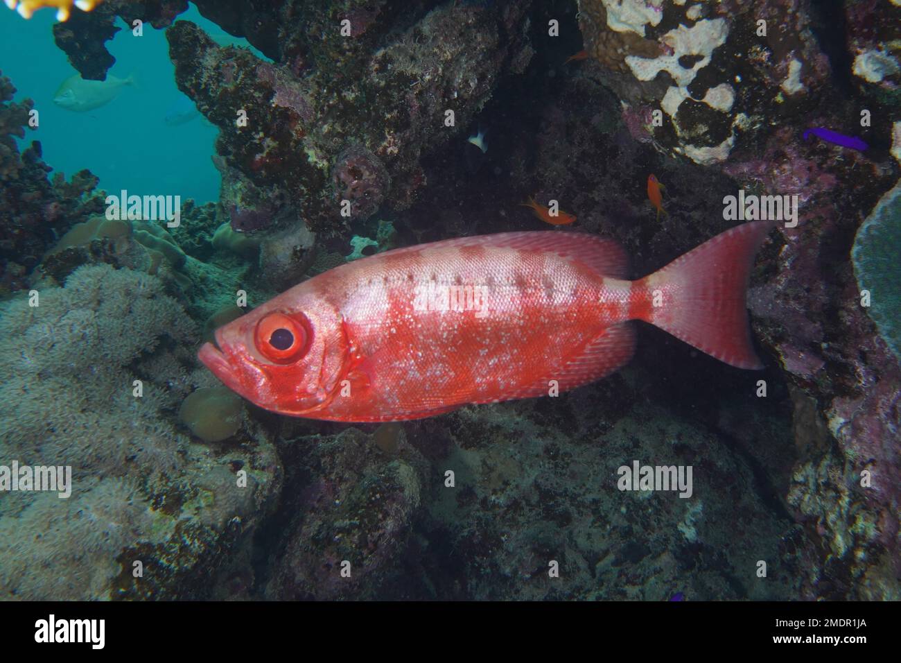 Common bigeye (Priacanthus hamrur), House reef dive site, Mangrove Bay ...