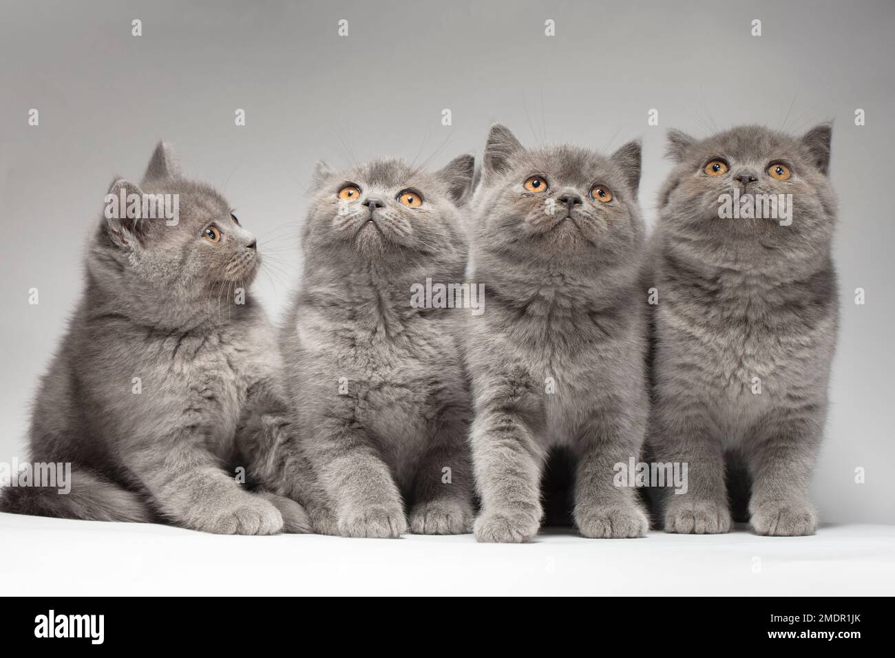 British fluffy gray kittens on a white background. A group of cats ...