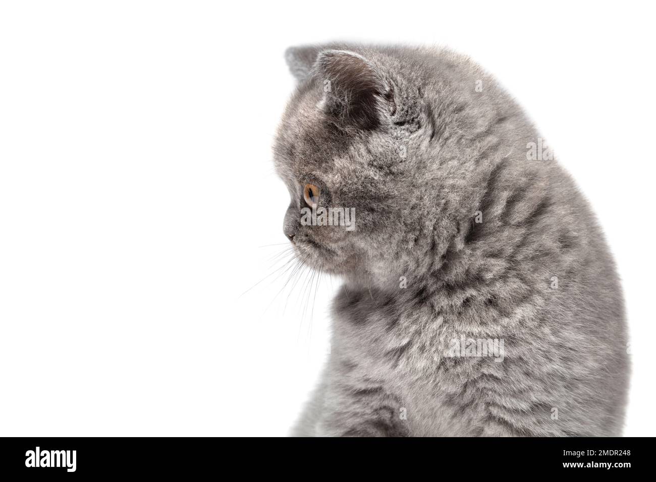 A small kitten looks to the side at an empty place. Closeup cat muzzle ...