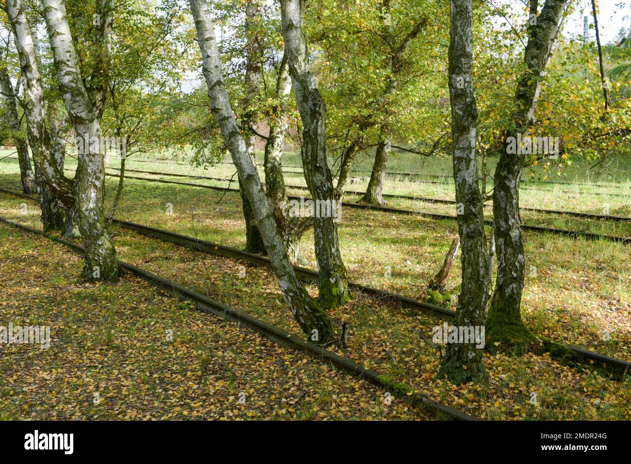Birch trees, track road, Schoeneberger Suedgelaende nature Park ...
