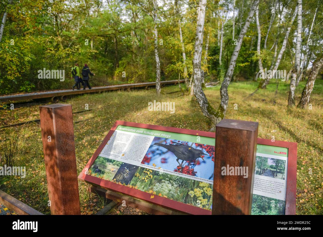 Display boards, birch trees, railway line, Schoeneberger Suedgelaende ...