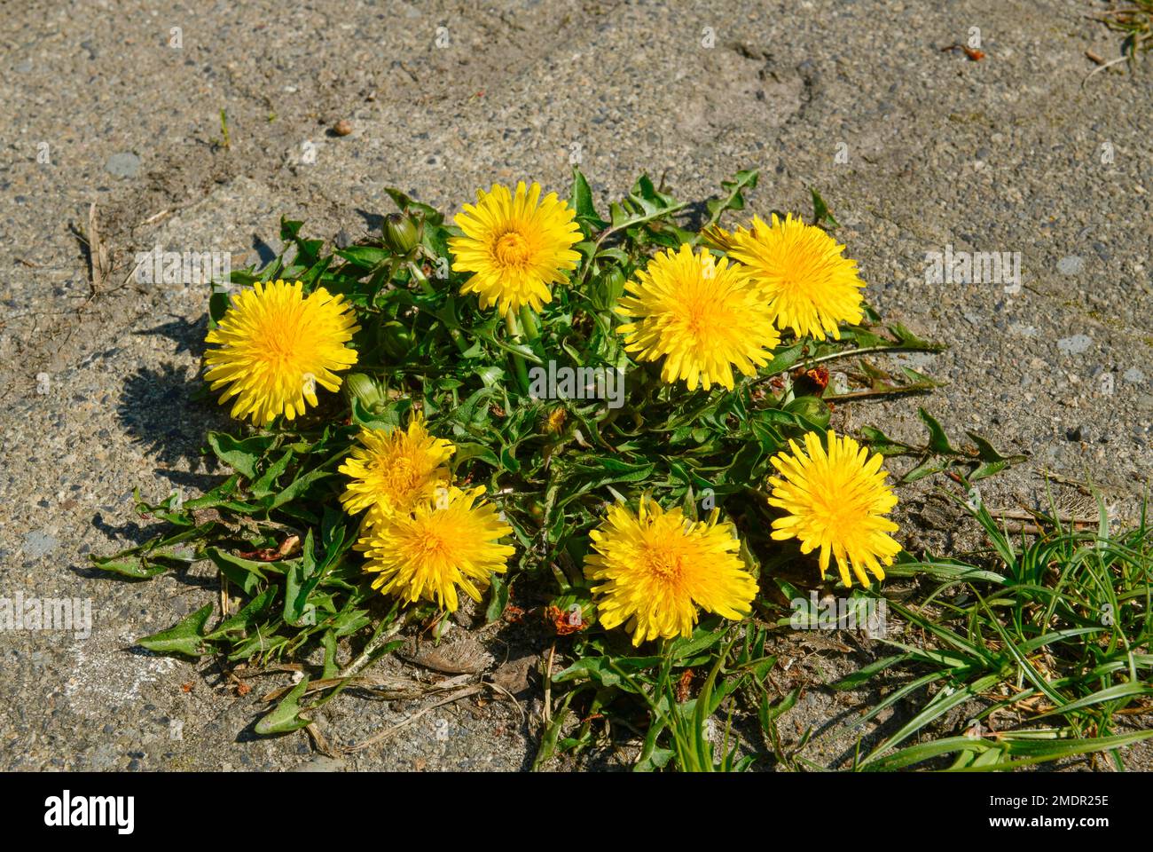 Dandelion patch hi-res stock photography and images - Alamy