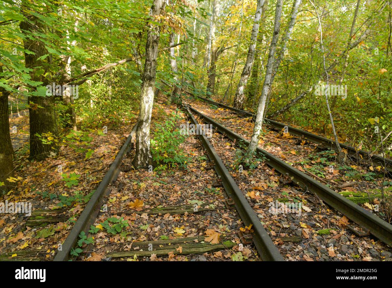 Birch trees, track road, Schoeneberger Suedgelaende nature Park ...