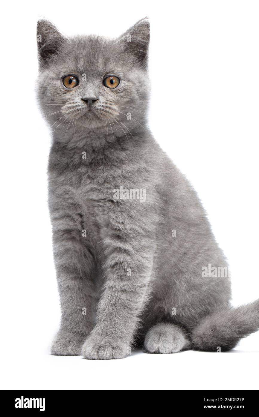 Cute tiny kitten sits in front view and looks at camera. isolated on ...