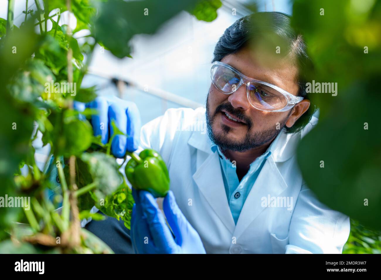 Happy smiling agro scientist seeing lab grown capsicum vegetable plant at greenhouse - conept of ...