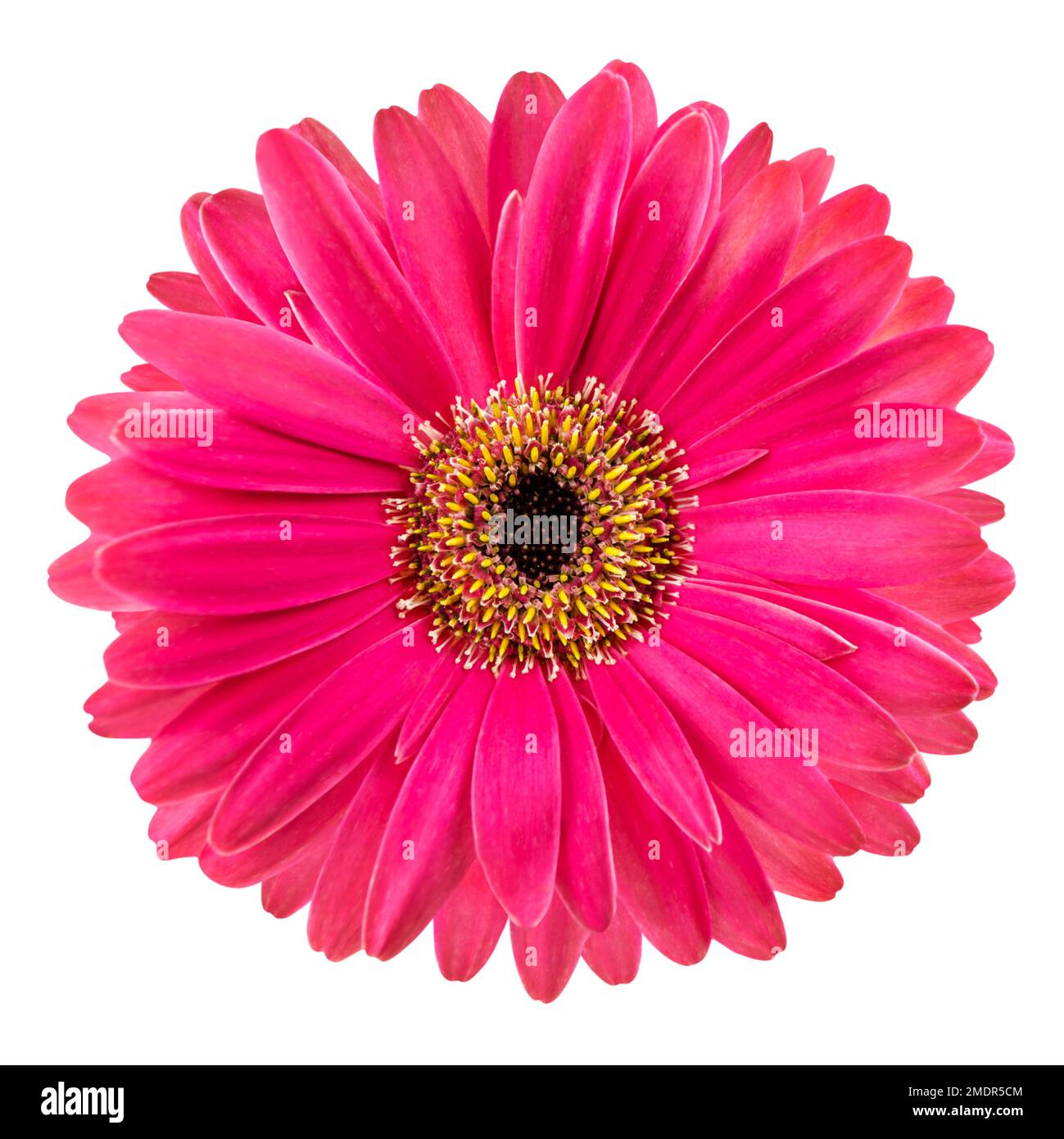 1 pink Gerbera flower isolated on white background Stock Photo - Alamy