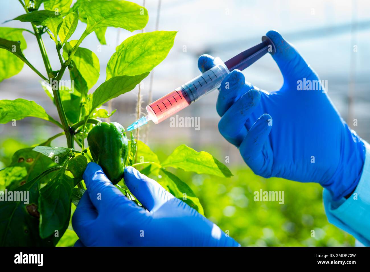 close up shot of Agro scientist at with laboratory injecting some ...