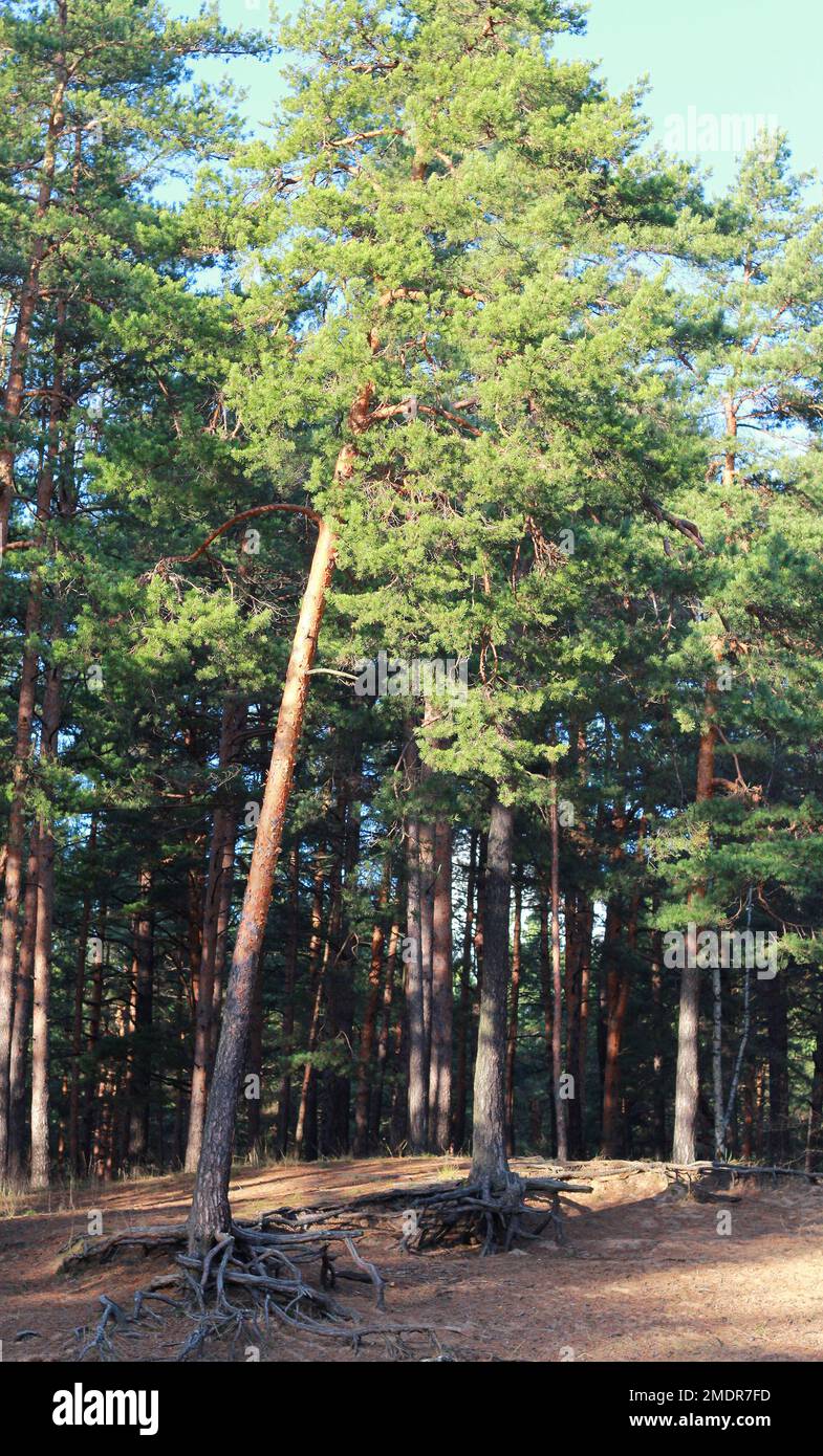 Bended pine standing in the forest Stock Photo - Alamy