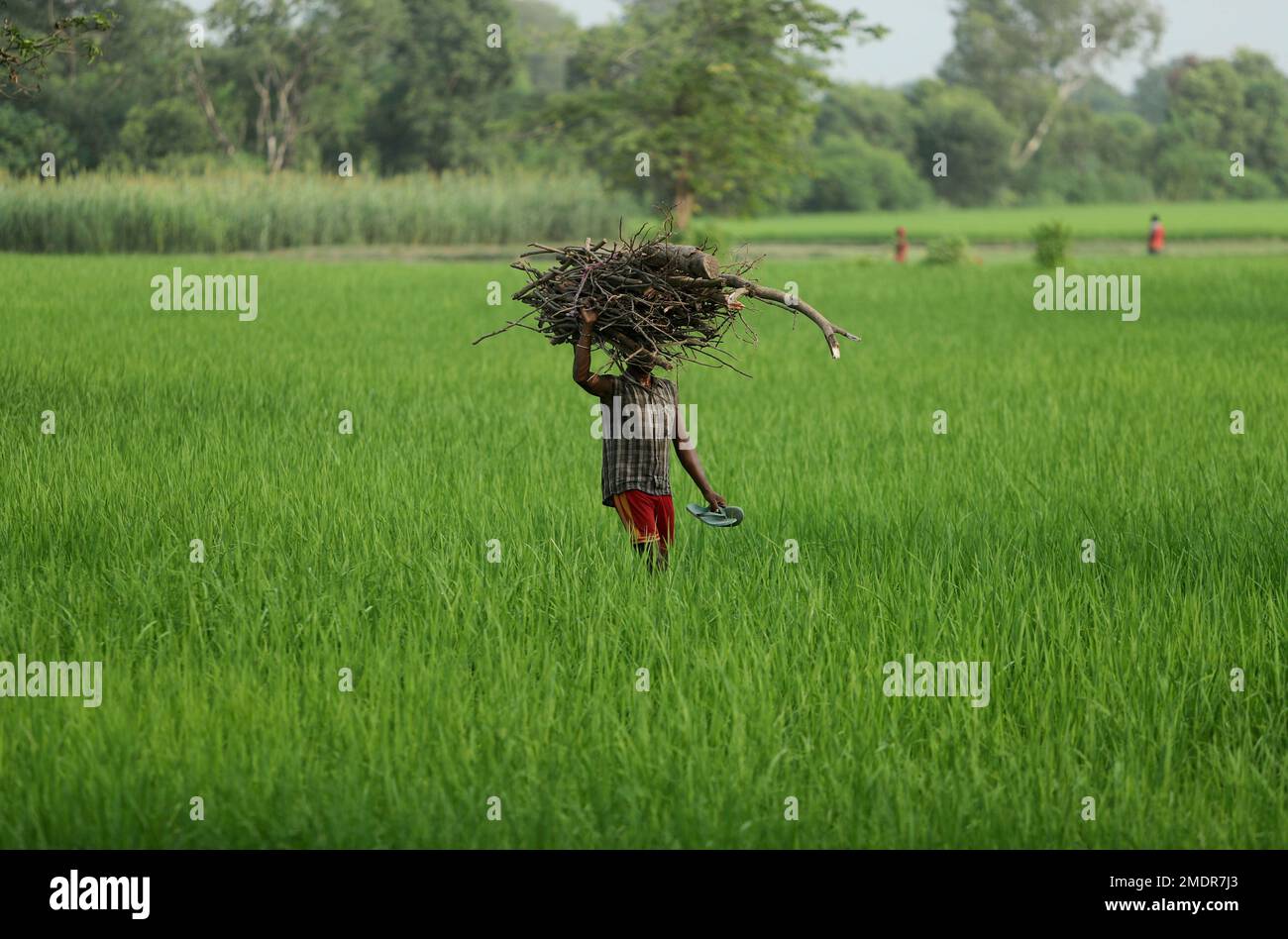 A laborer carries firewood in Kanachak village, on the outskirts of ...