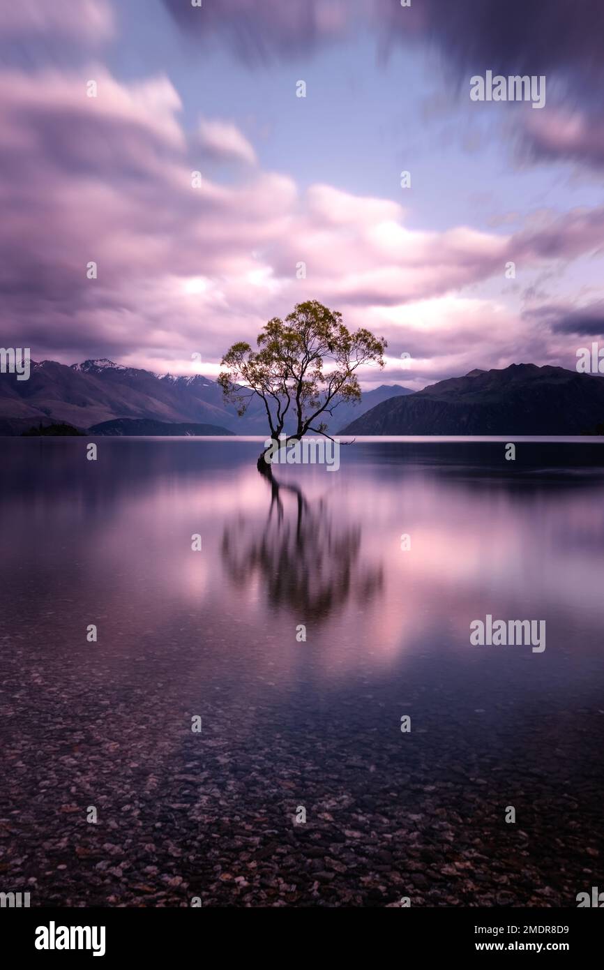 The Wanaka Tree silhouetted against a purple sunrise and reflected in ...