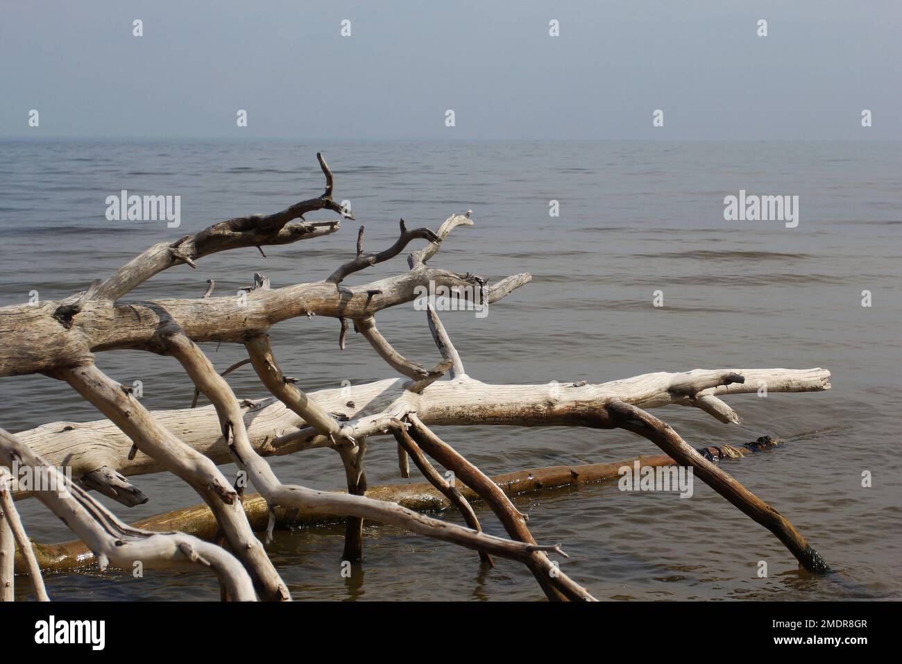 Old trees laying in water at the seashore in Latvia Stock Photo - Alamy