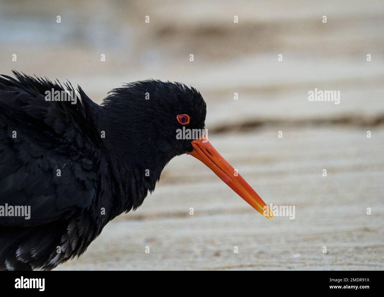 Close up side portrait of a black variable oystercatcher bird walking ...