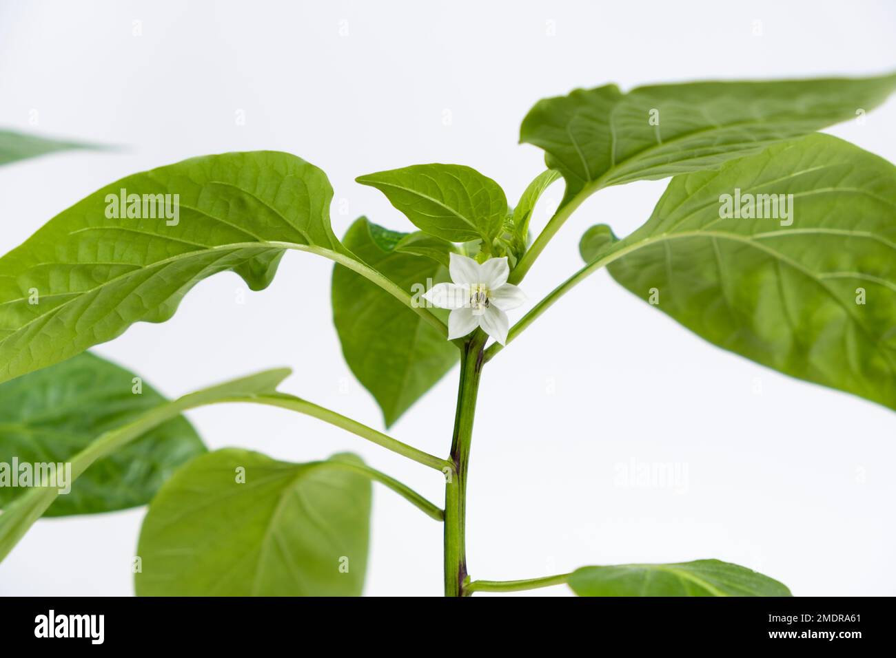Growing peppers from seeds. Step 9 - first flowers, blossoms Stock ...
