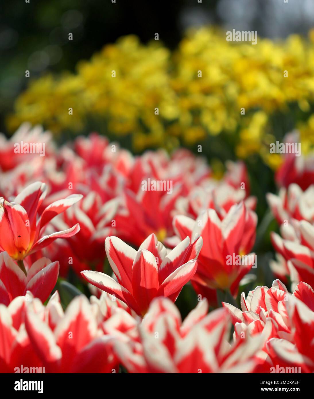 Many red tulips hi-res stock photography and images - Alamy