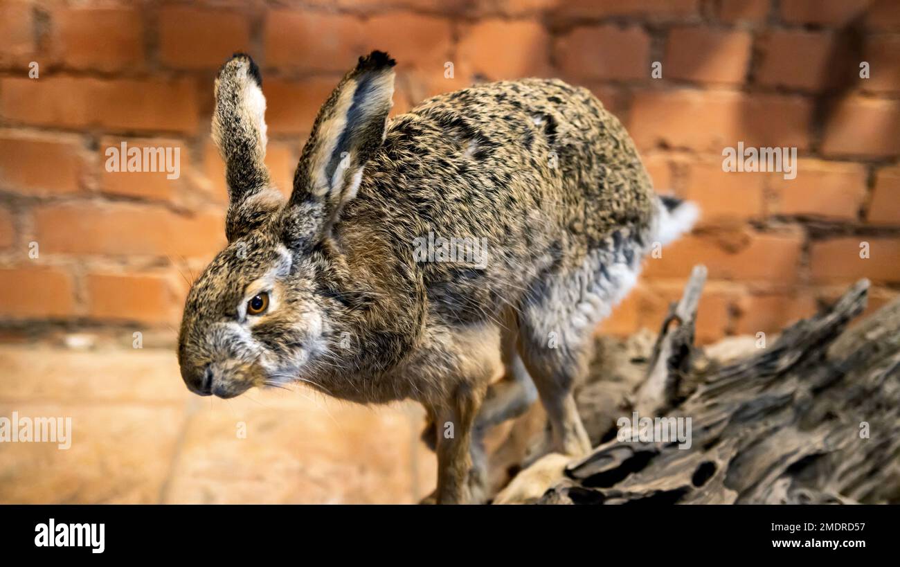 Rabbit scarecrow hi-res stock photography and images - Alamy