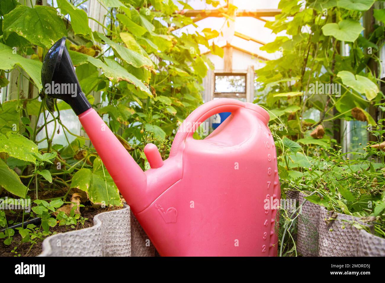 Red watering can with water and fertilizers in a greenhouse with borage ...