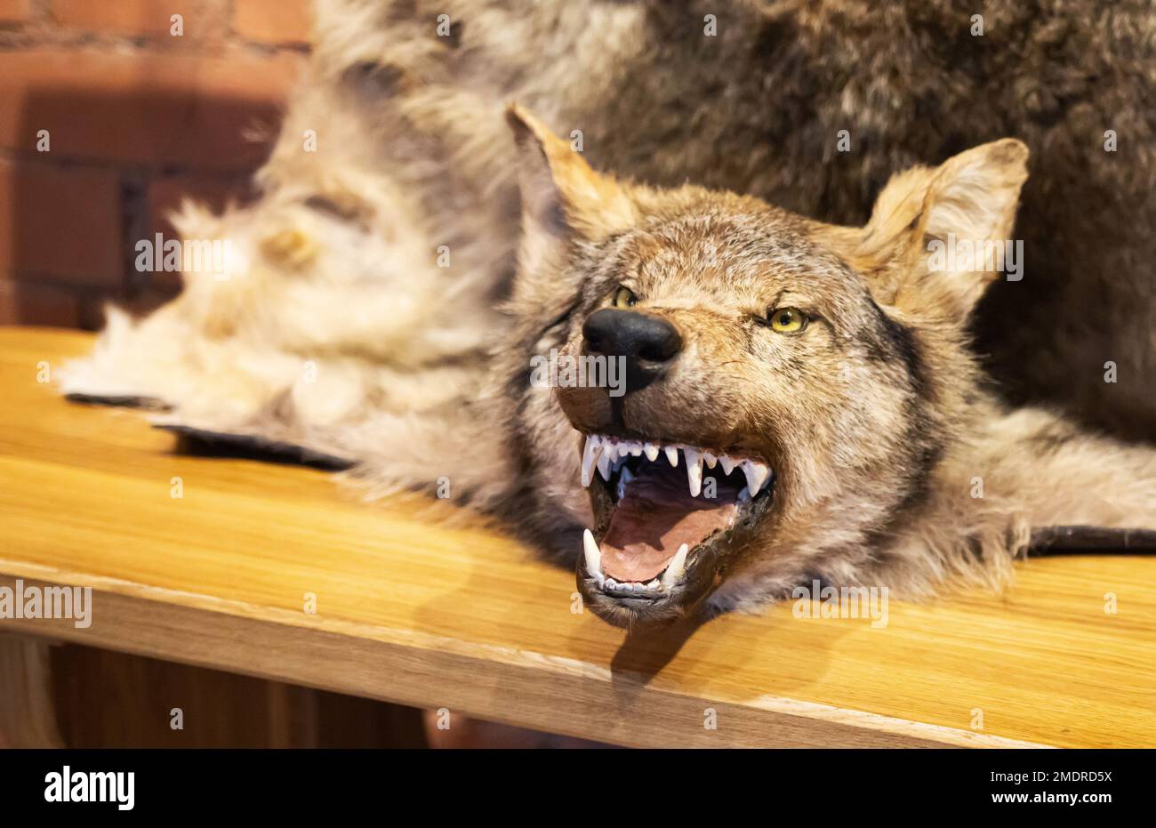 Ursa Howling Timber Wolf
