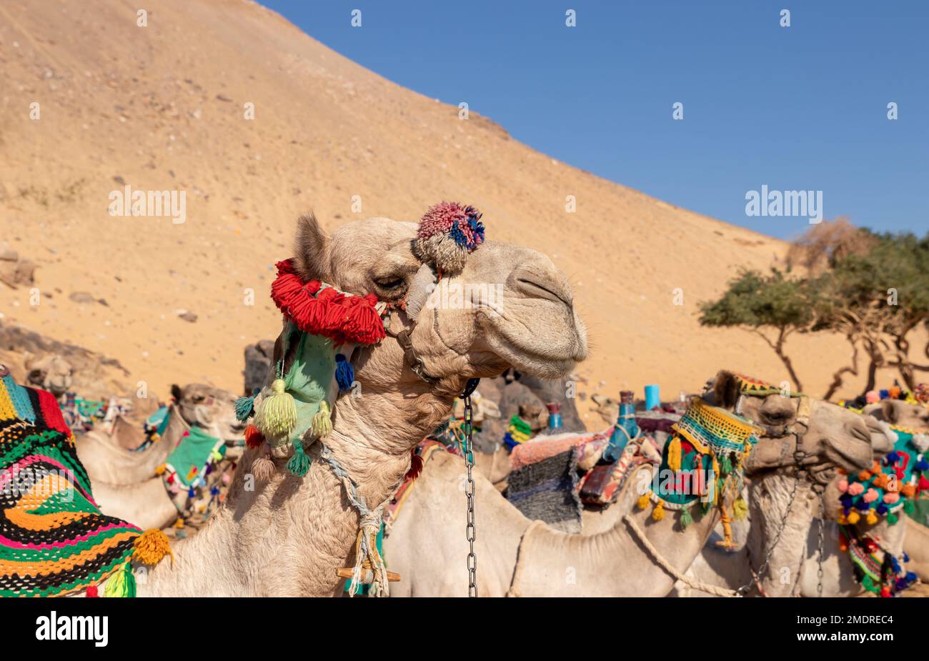 Close up view of lots of camel or domedaries sitting in the desert with ...
