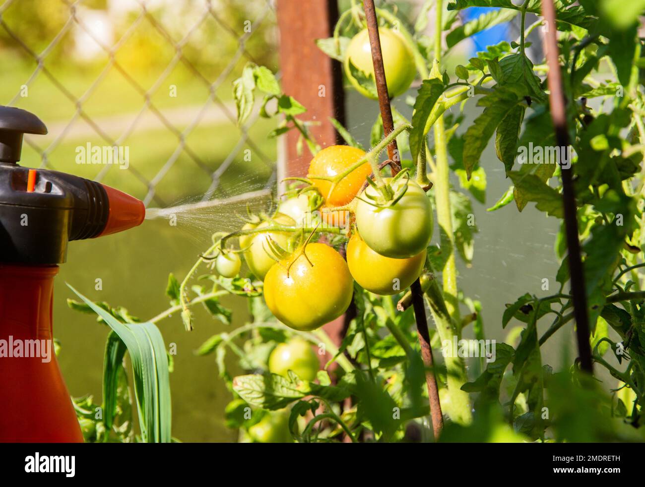 Spraying green tomatoes on the beds on the street from phytophthora ...