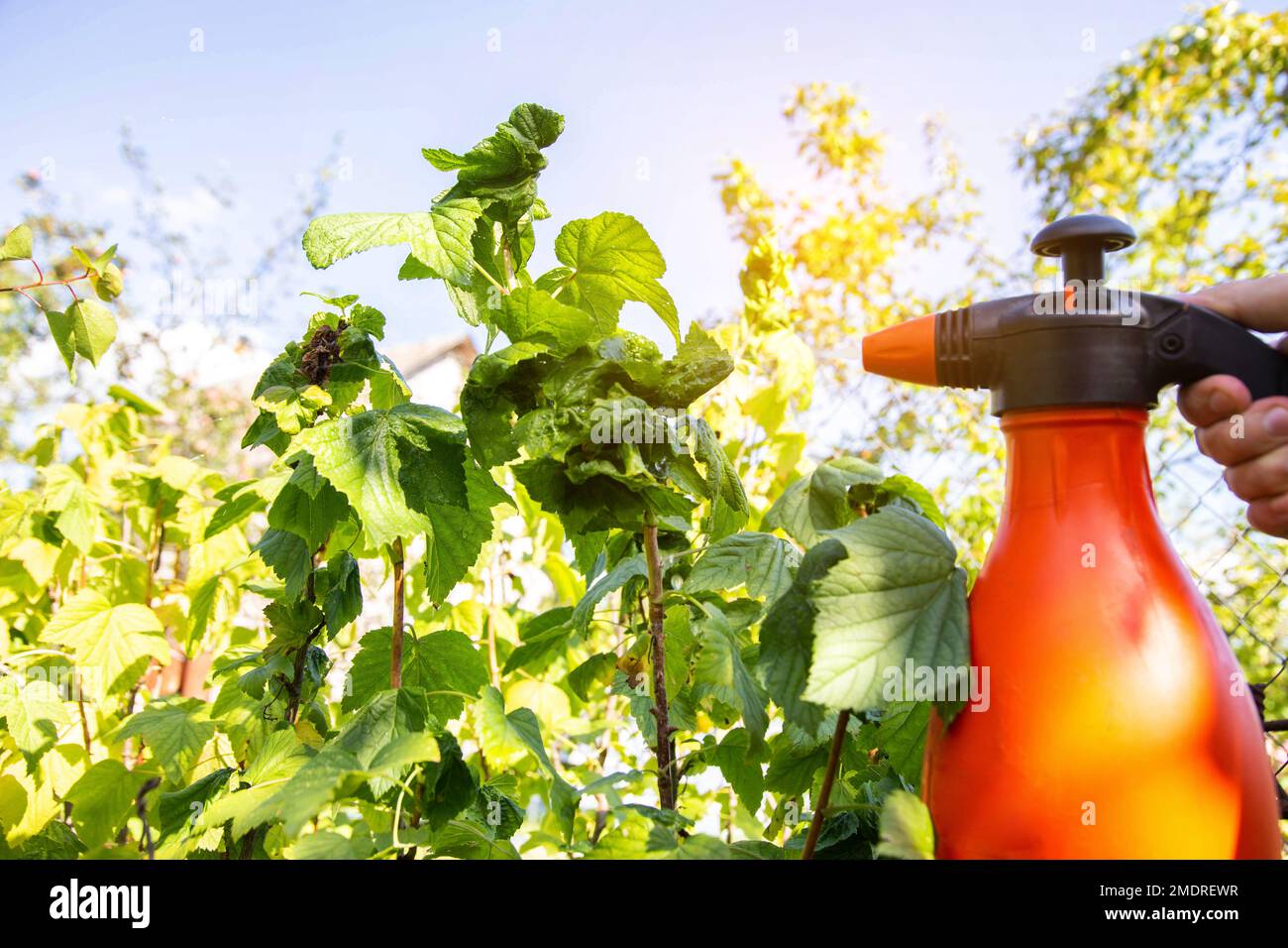 Spraying diseased currants from aphids and pests. Spraying with soda ...
