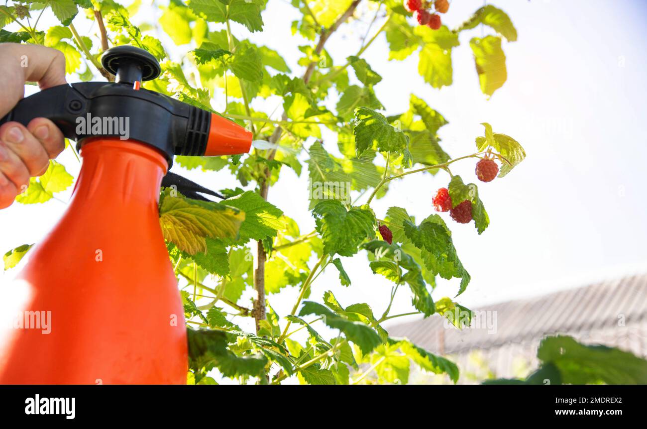 spraying raspberries with copper sulfate, urea and ammonia from pests ...