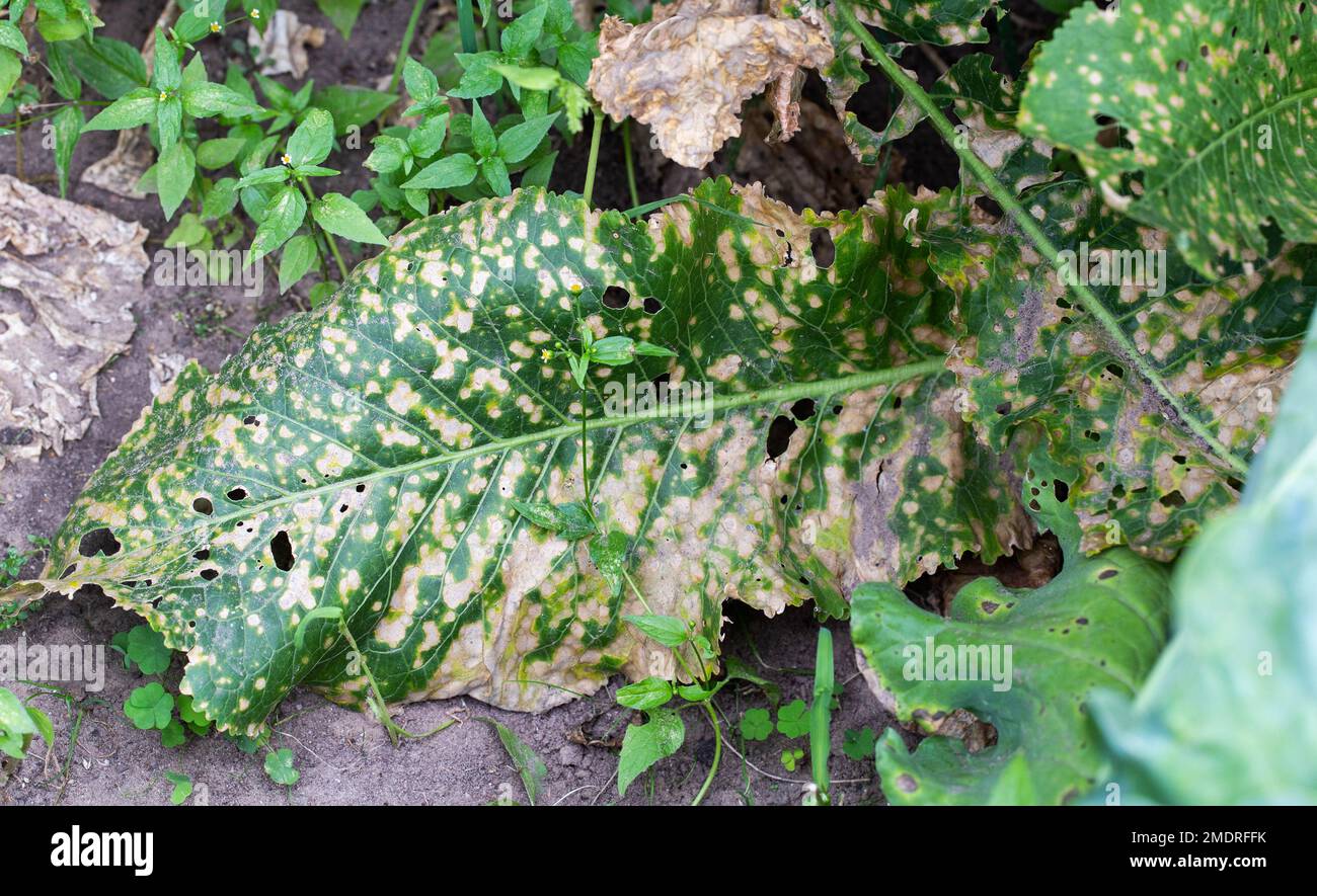 Yellowed horseradish leaf from sunburn or lack of light. Hell disease ...