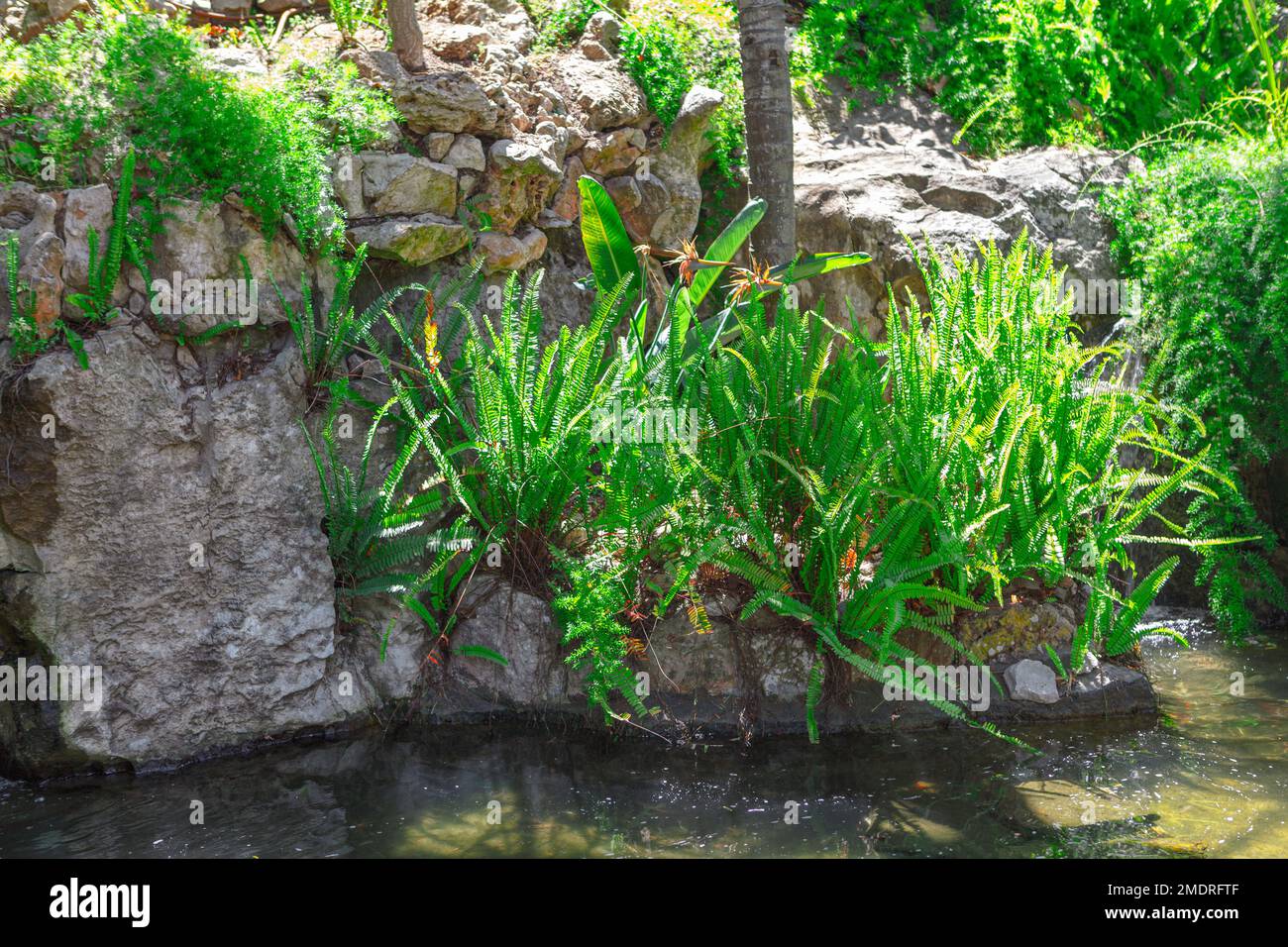 Tropical reinforest hi-res stock photography and images - Alamy