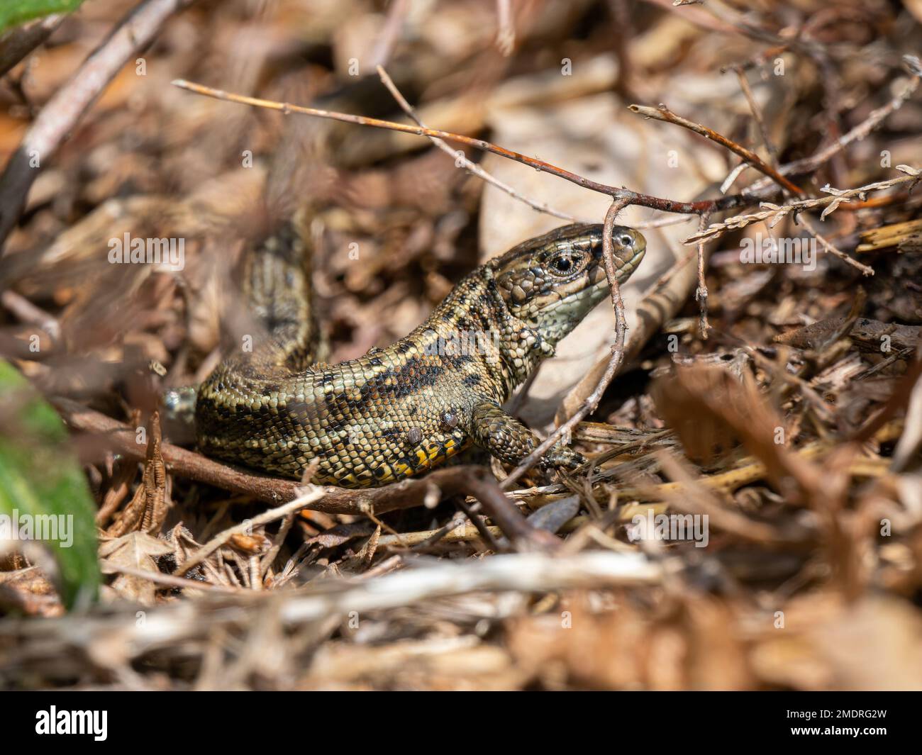 Common Lizard Hiding Under Heather Stock Photo - Alamy
