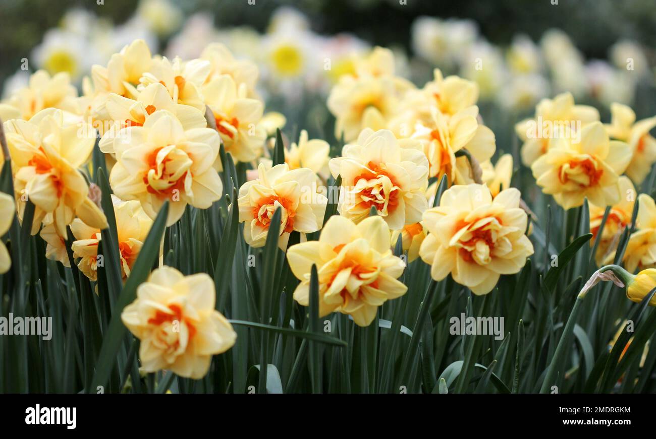 The big amount of the yellow daffodils growing in the field Stock Photo ...