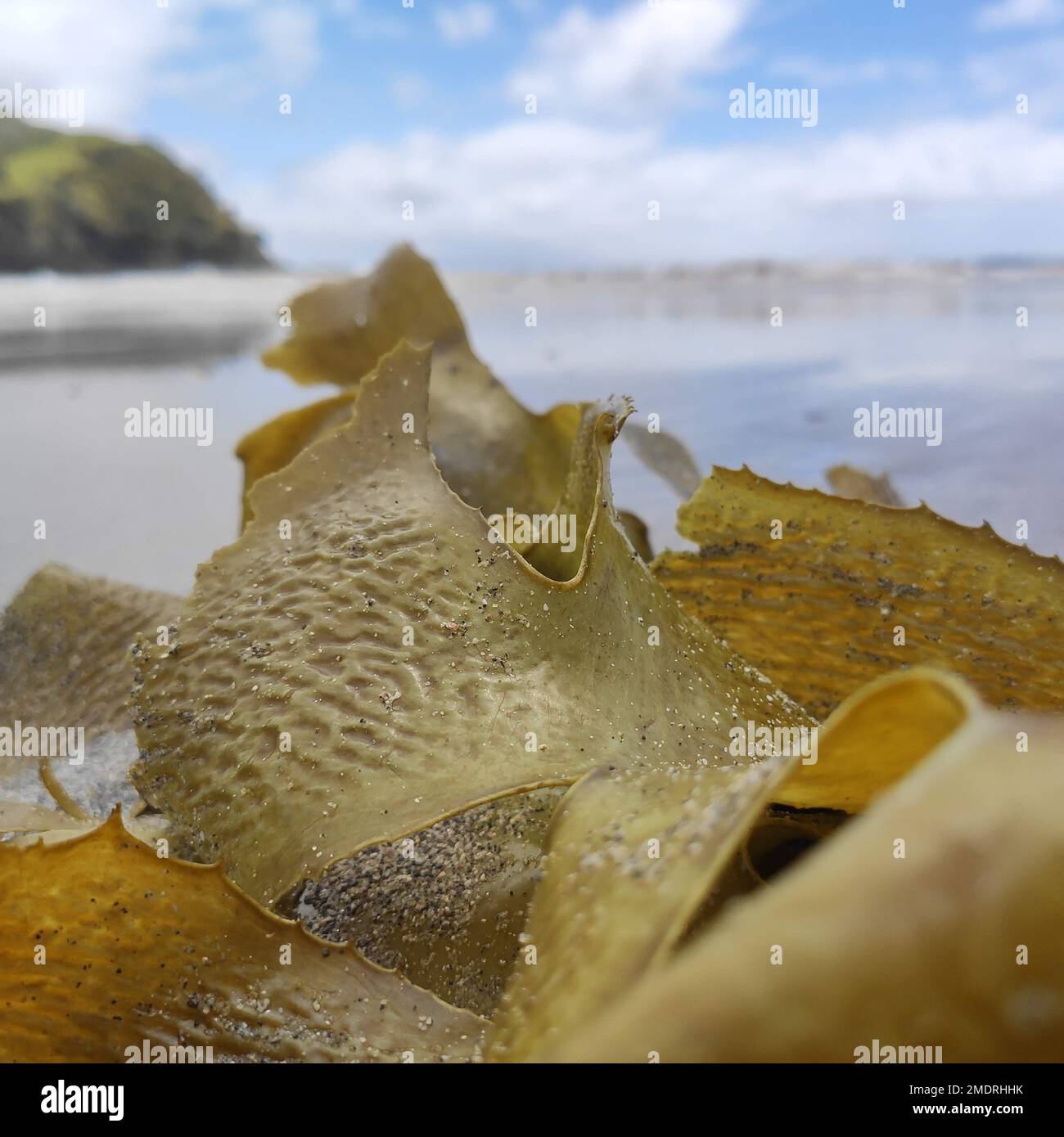Eukaryotic algae hi-res stock photography and images - Alamy