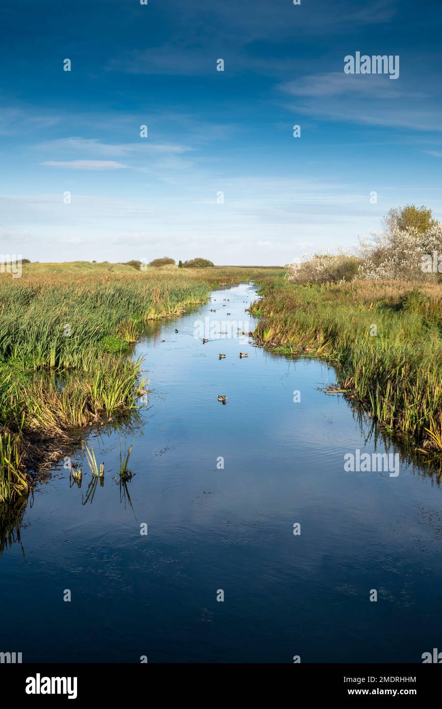 Gronant Nature reserve near Prestatyn on the North Wales coast Stock ...