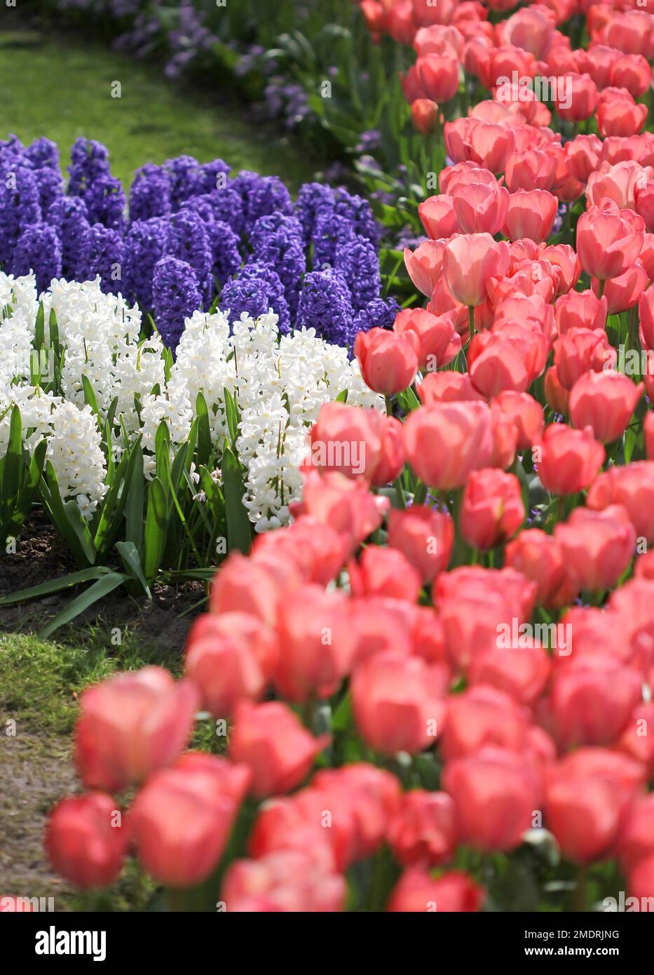 The big amount of the purple blue pink hyacinths Stock Photo - Alamy