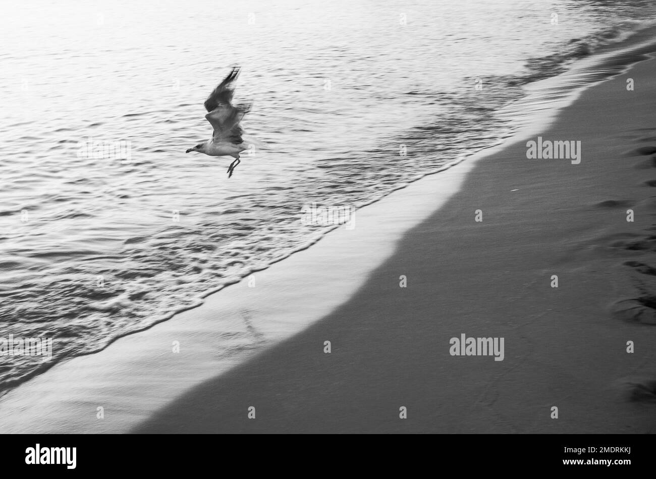 A grayscale of a seagull flying over the sandy beach and the calm foamy ...