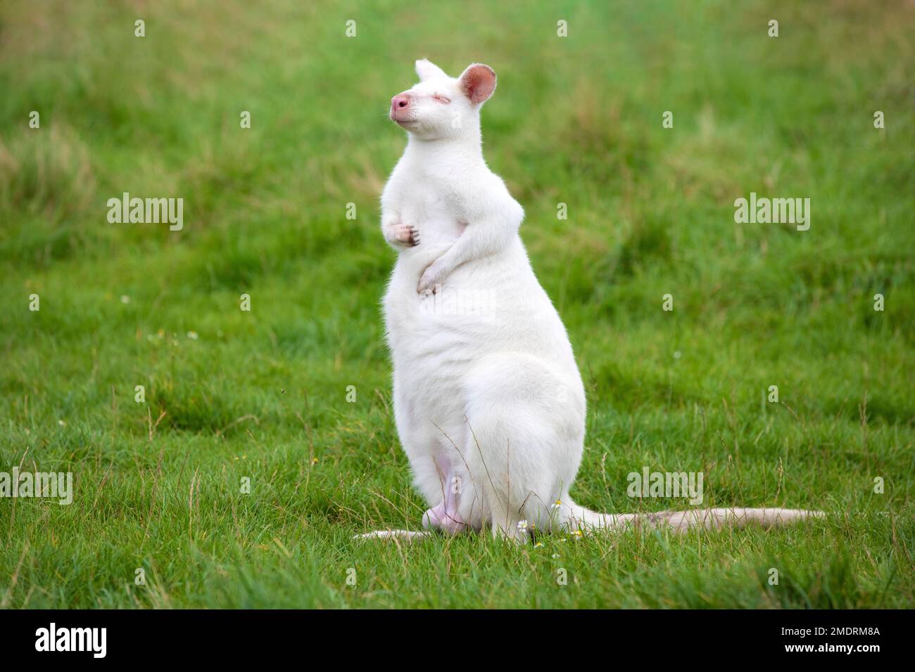 White colored albino wallaby sitting in the green grass in a zoological ...