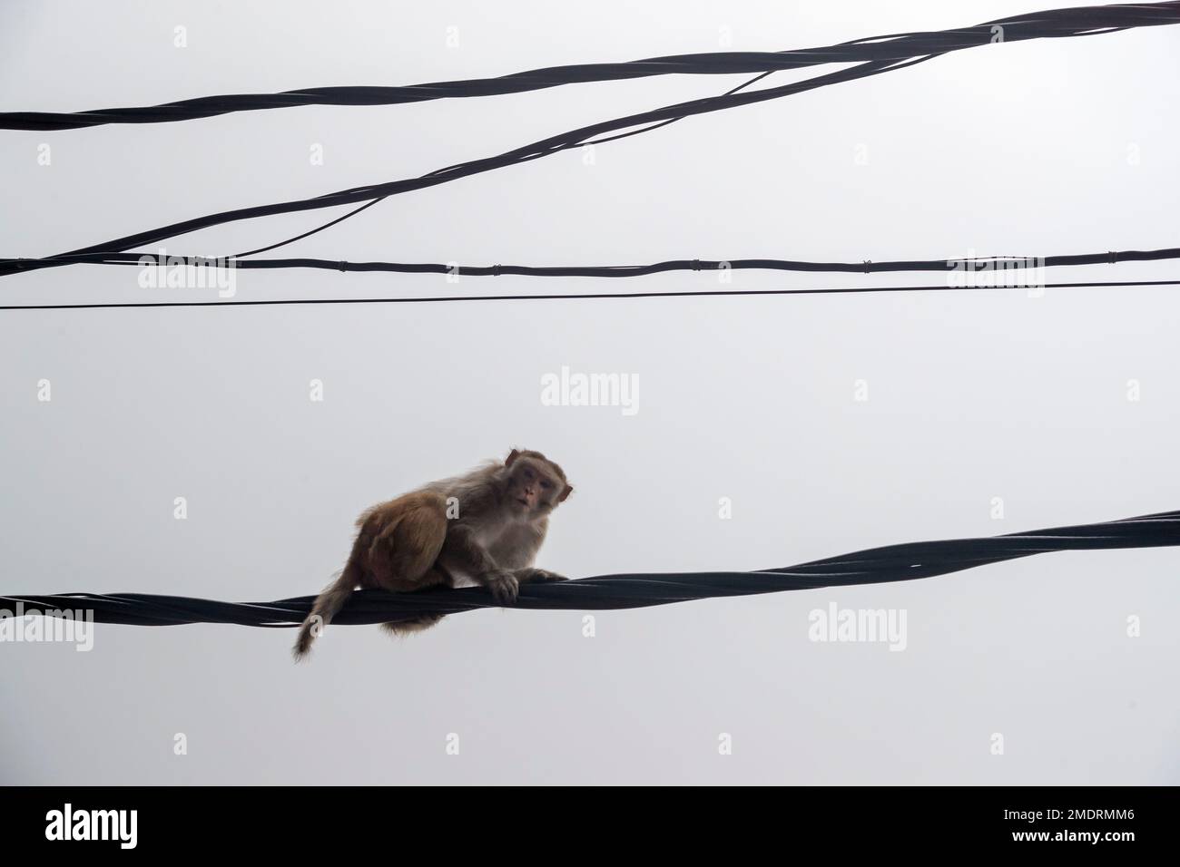 A macaque reacts to the camera as it crosses an overhead cable in ...