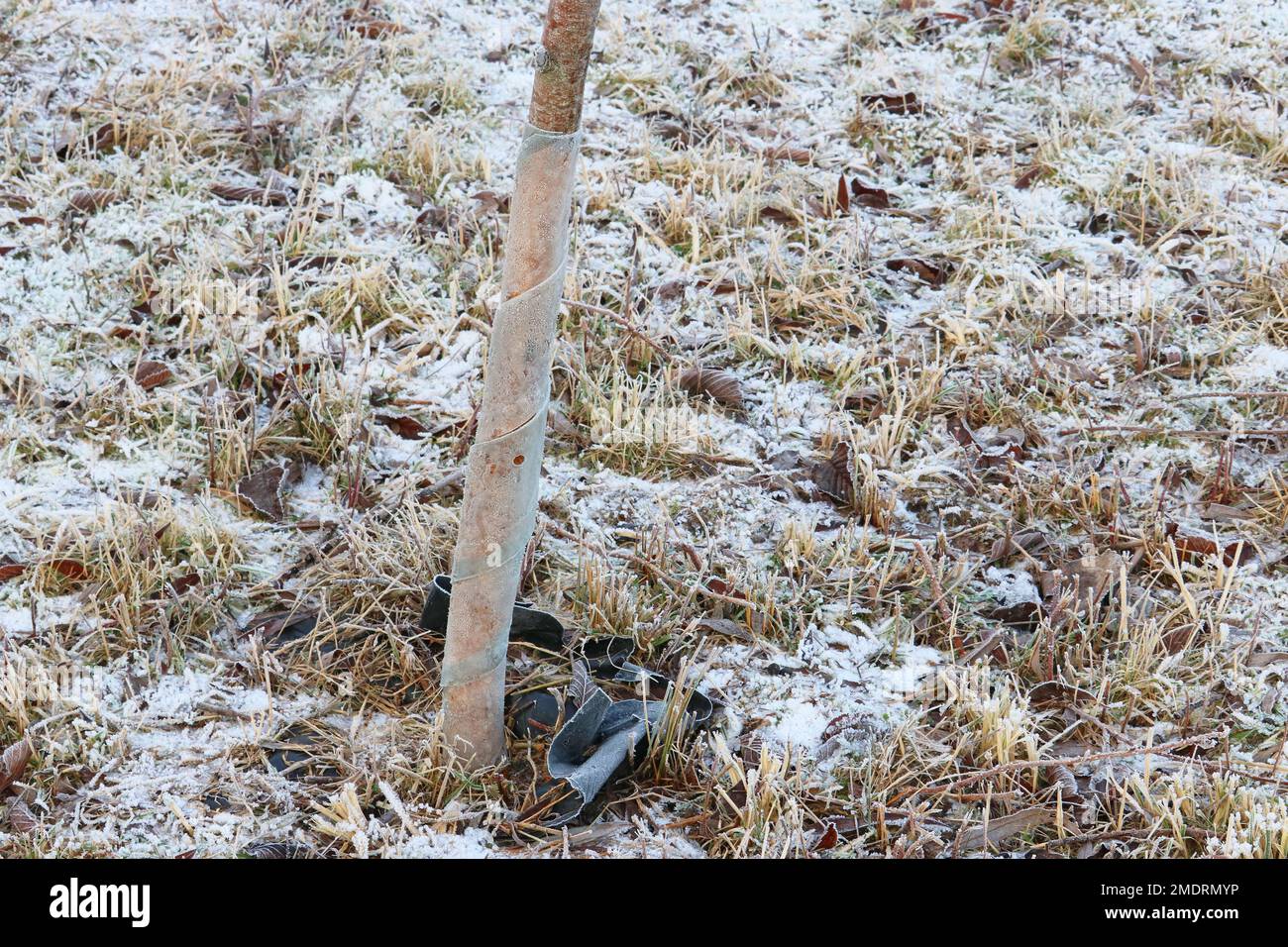 Tree guard around the bark of a tree to protect against rabbits and ...