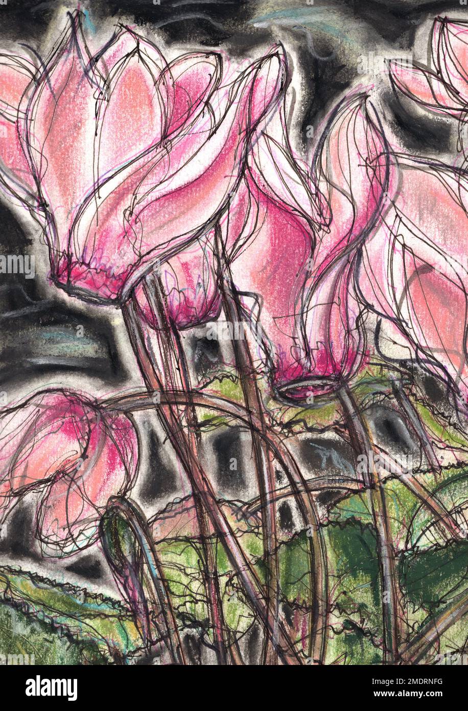 Cyclamen drawing hi-res stock photography and images - Alamy