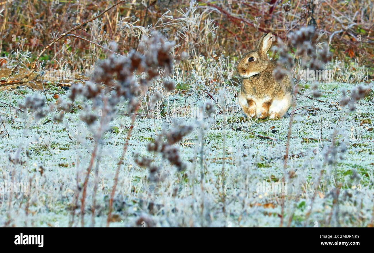 Rabbit (Leporidae) sitting on the white frosty grass in the Winter ...