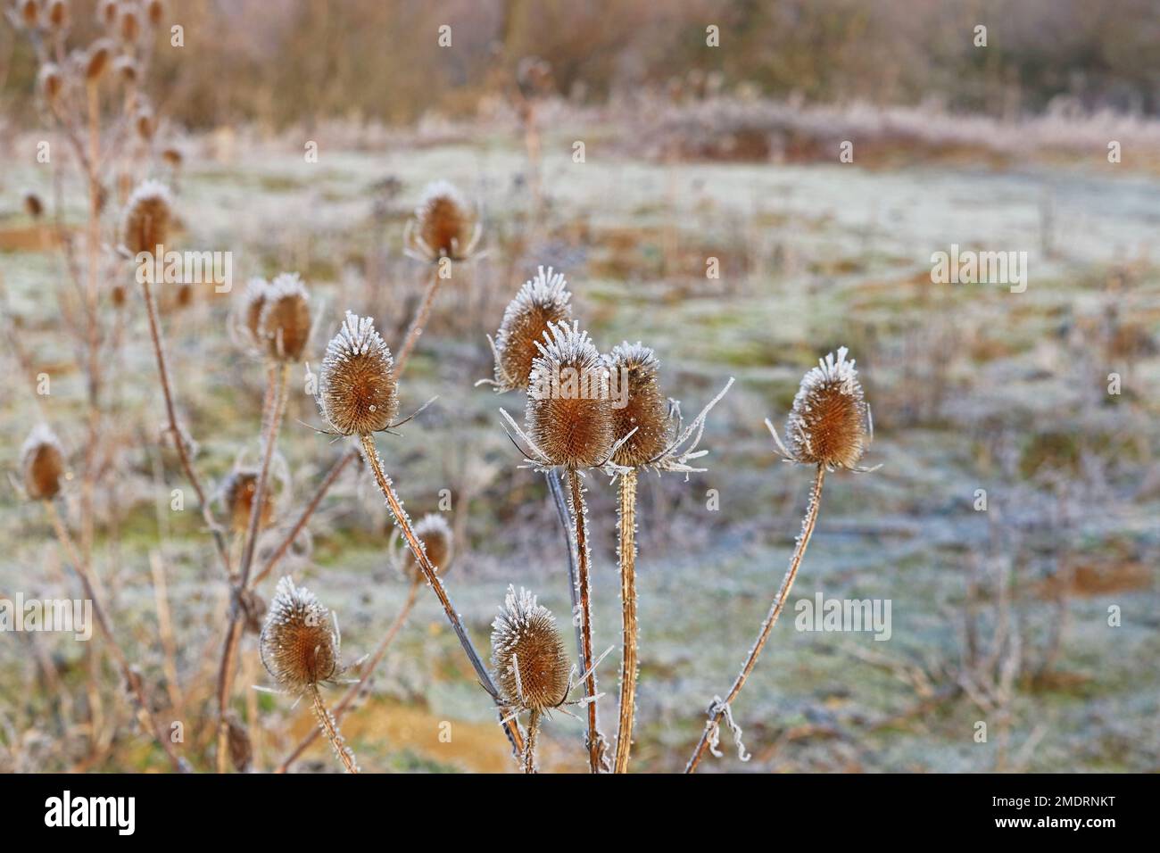 Teazels hi-res stock photography and images - Alamy