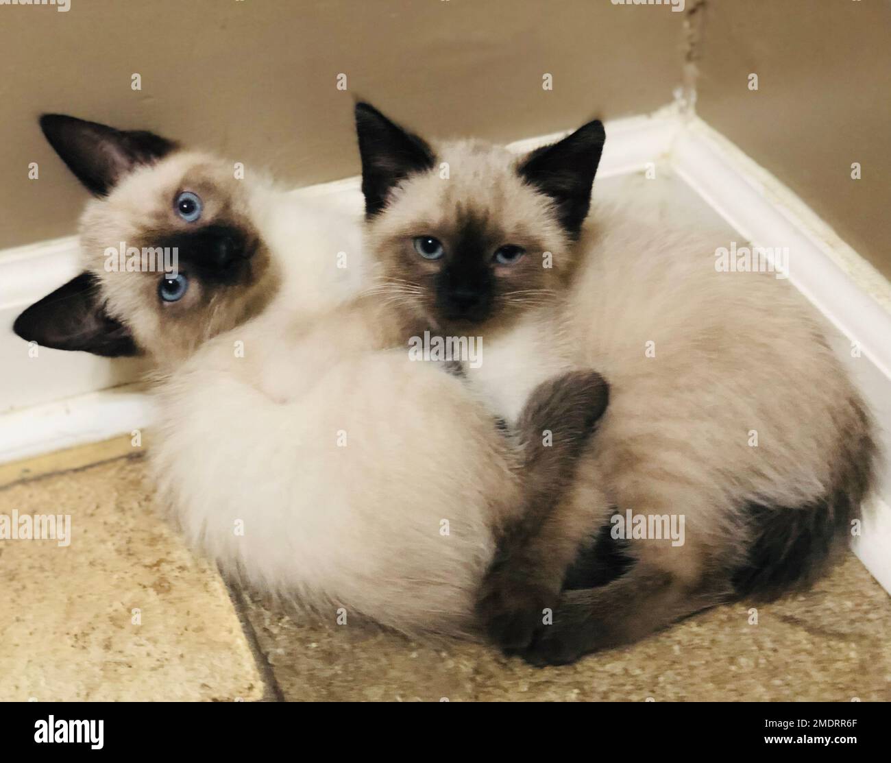 Couple adorable siamese cats hi-res stock photography and images - Alamy