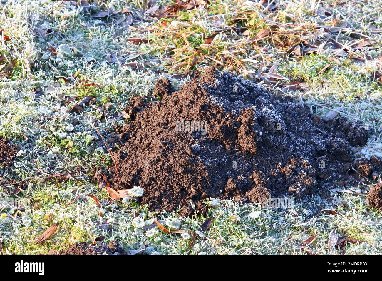 A molehill in the grass in winter time. The mole Talpidae) is a mamal ...