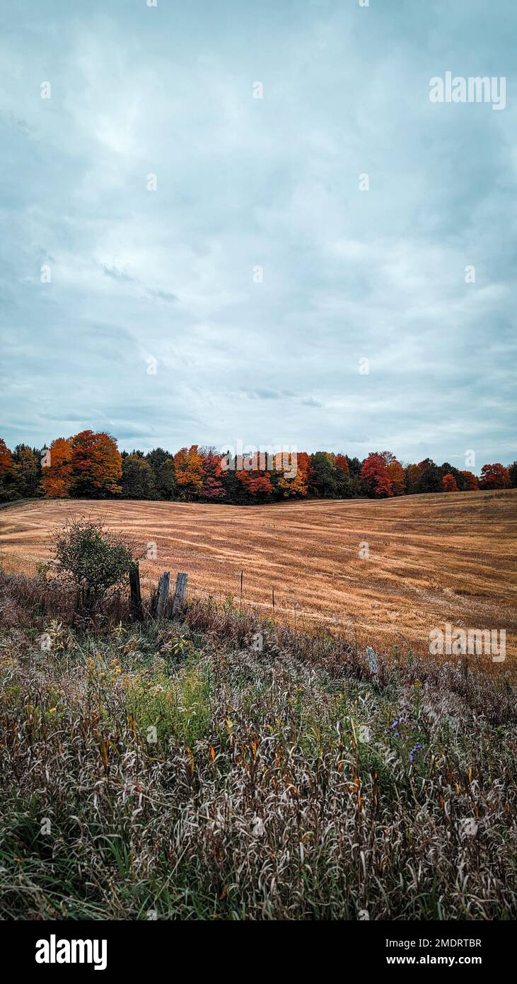 A wide farm field surrounded by trees Stock Photo - Alamy
