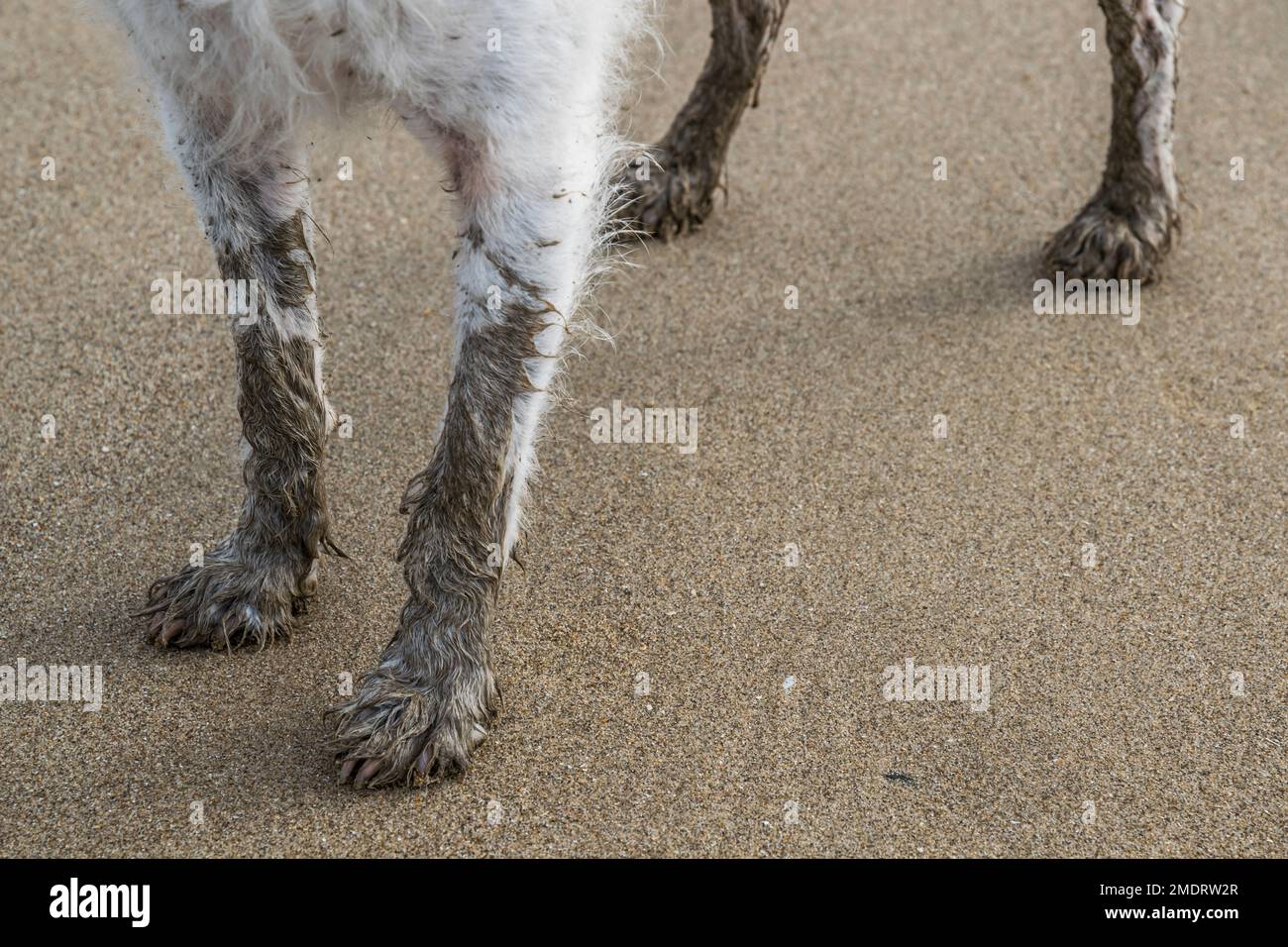 Muddy paws hi-res stock photography and images - Alamy