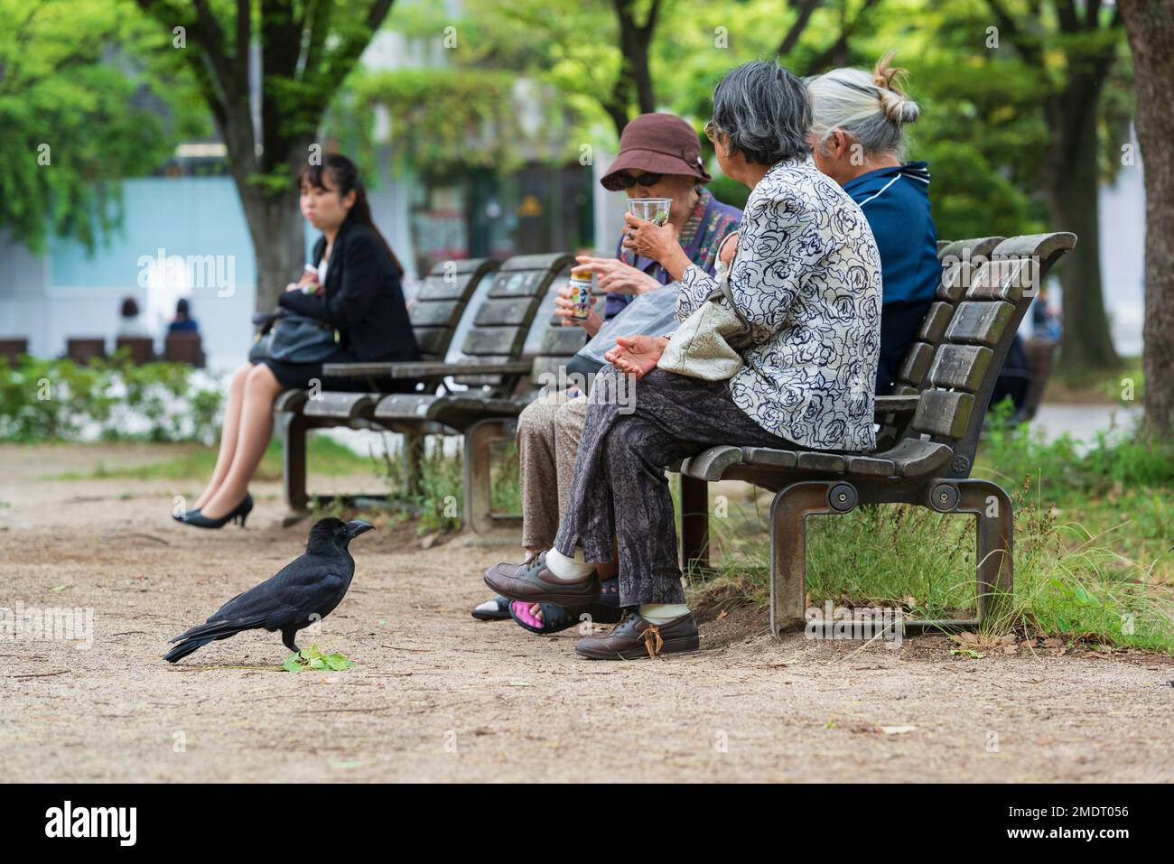 2019-05-28 Fukuoka, Japan. Old ladies feeding birds in the city park ...