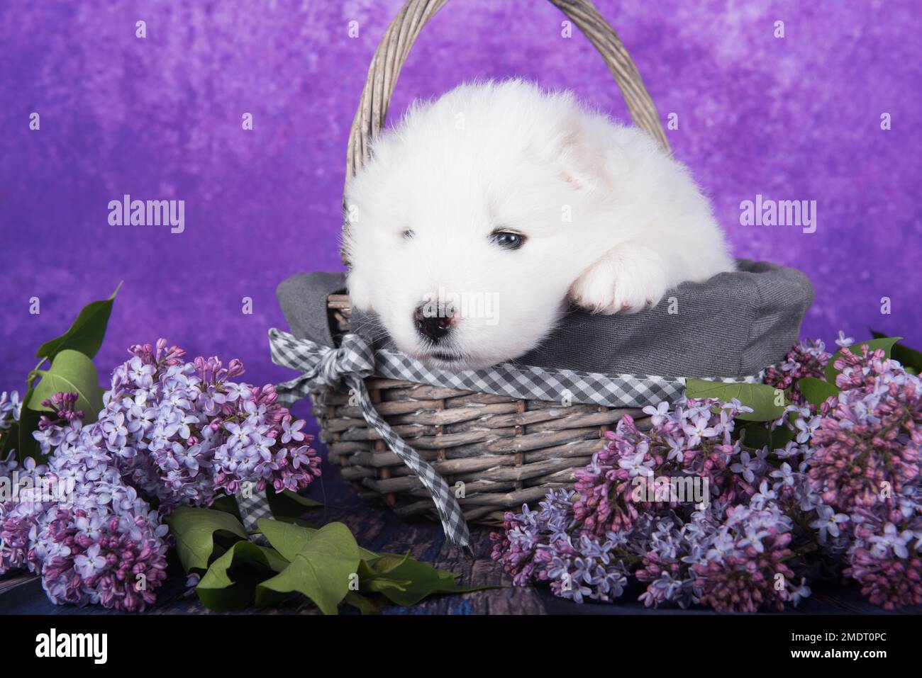 White fluffy small Samoyed puppy dog is sitting on purple background ...