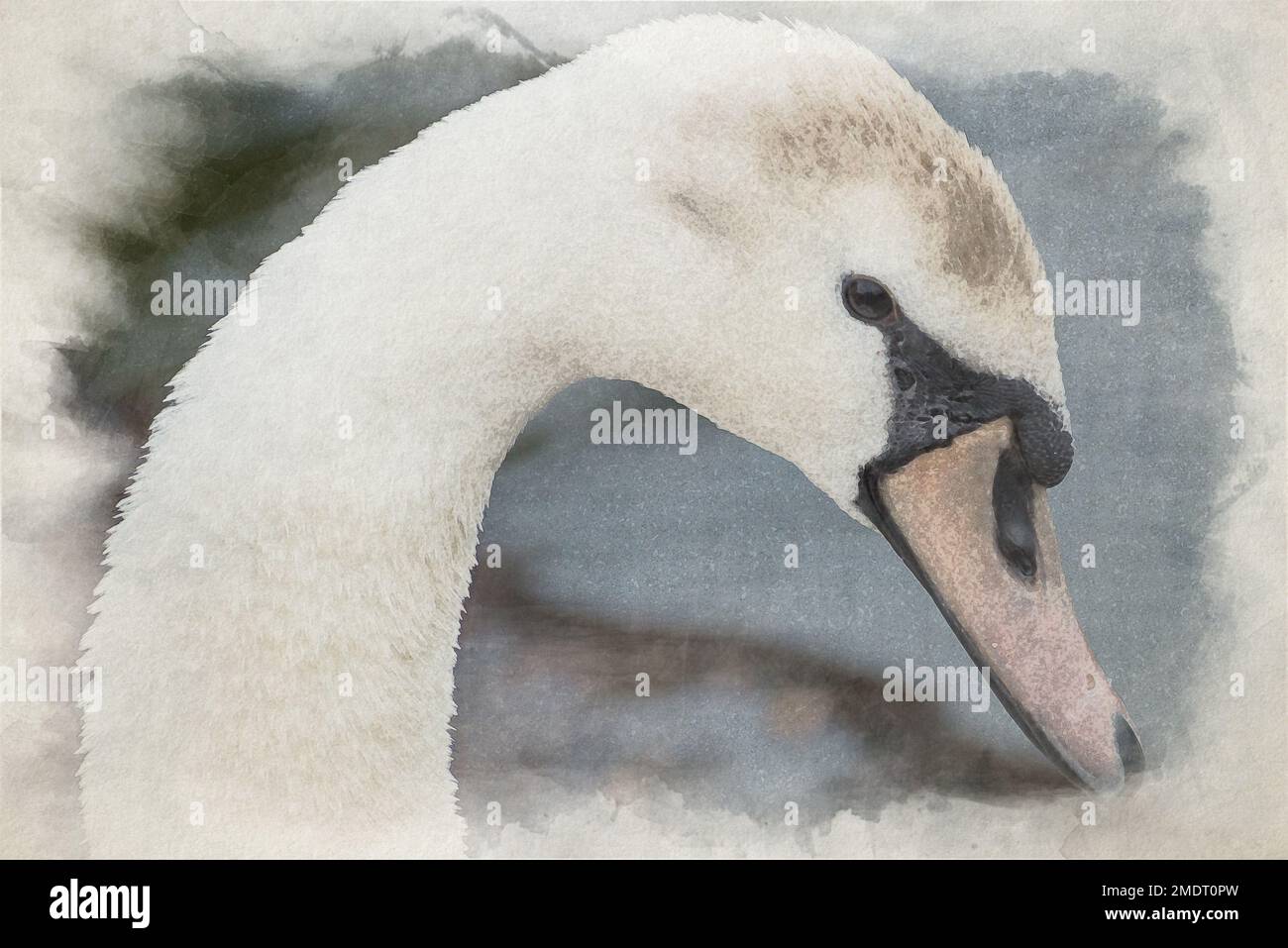 Digital watercolor of a mute swan profile Stock Photo - Alamy