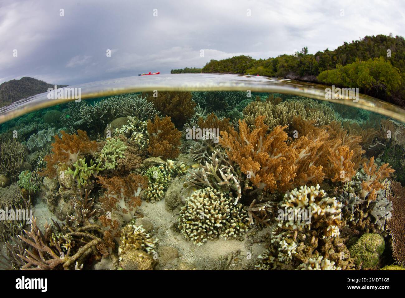 A shallow coral reef composed of a variety of coral species thrives in ...