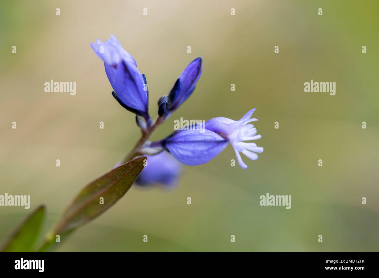 Common Milkwort Polygala vulgaris Stock Photo - Alamy