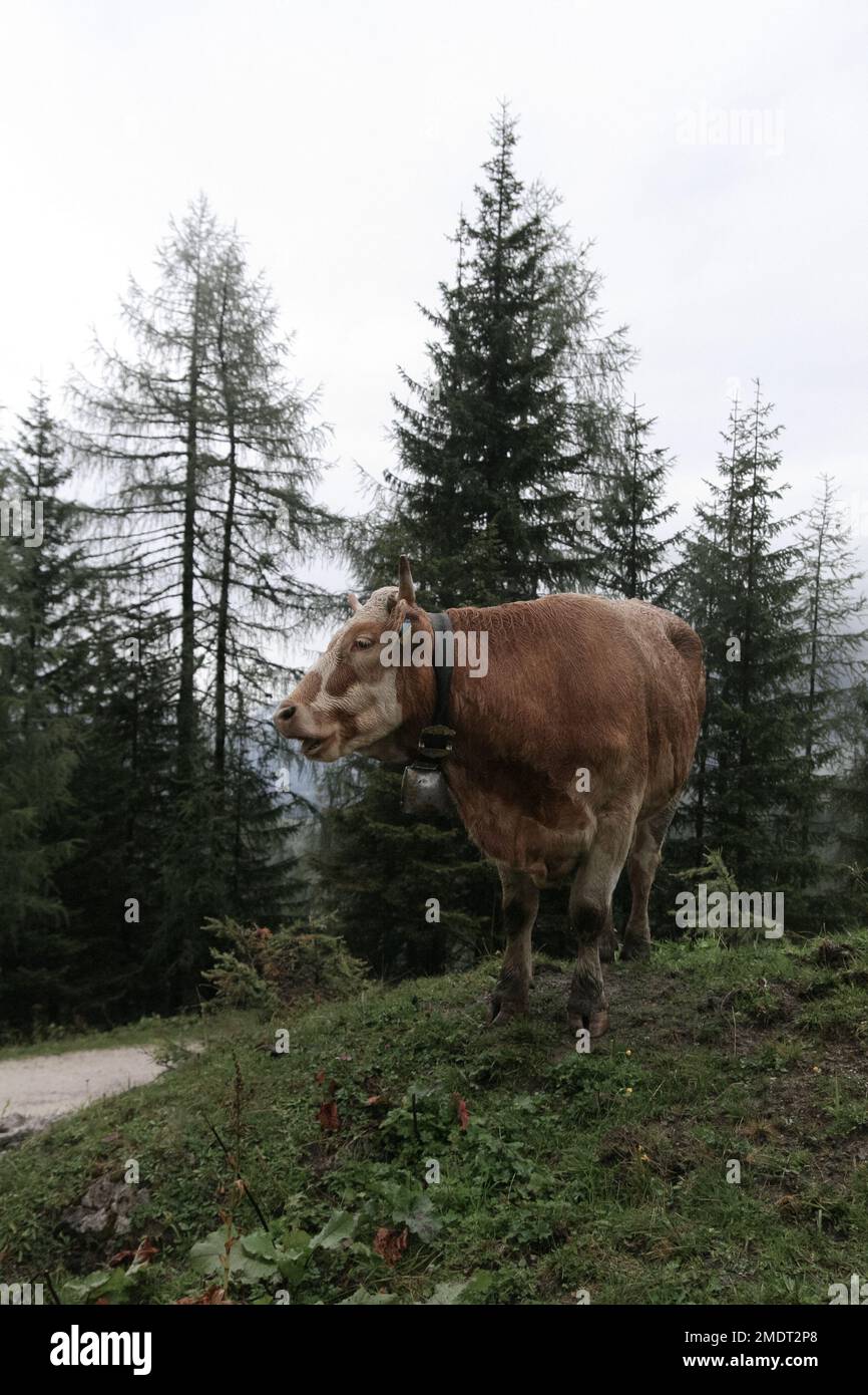 Hiking in Alps, Austria. Hiking and climbing around the mountain lake ...