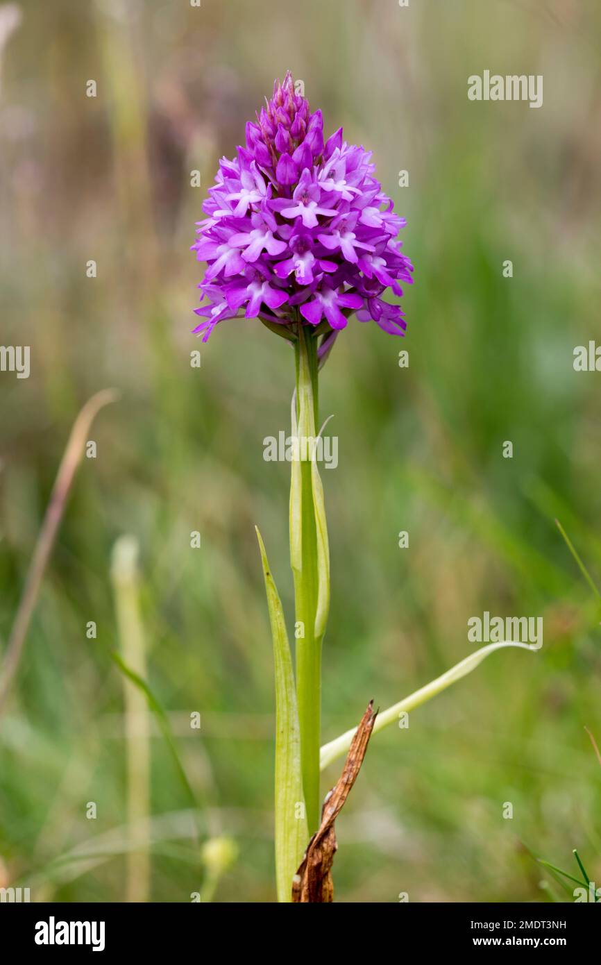 Pyramidal orchid Anacamptis pyramidalis Stock Photo - Alamy